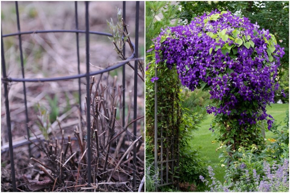 How & When To Prune Clematis (& How a Traffic Light Makes Pruning Easier)
