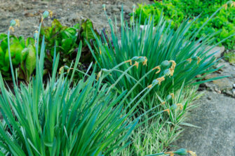 Blind Daffodils: 7 Reasons Why Daffodils Don’t Flower