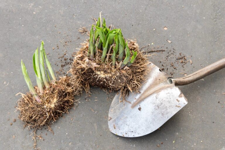 Spring Hosta Care: 4 Important Jobs For Every Hosta Grower