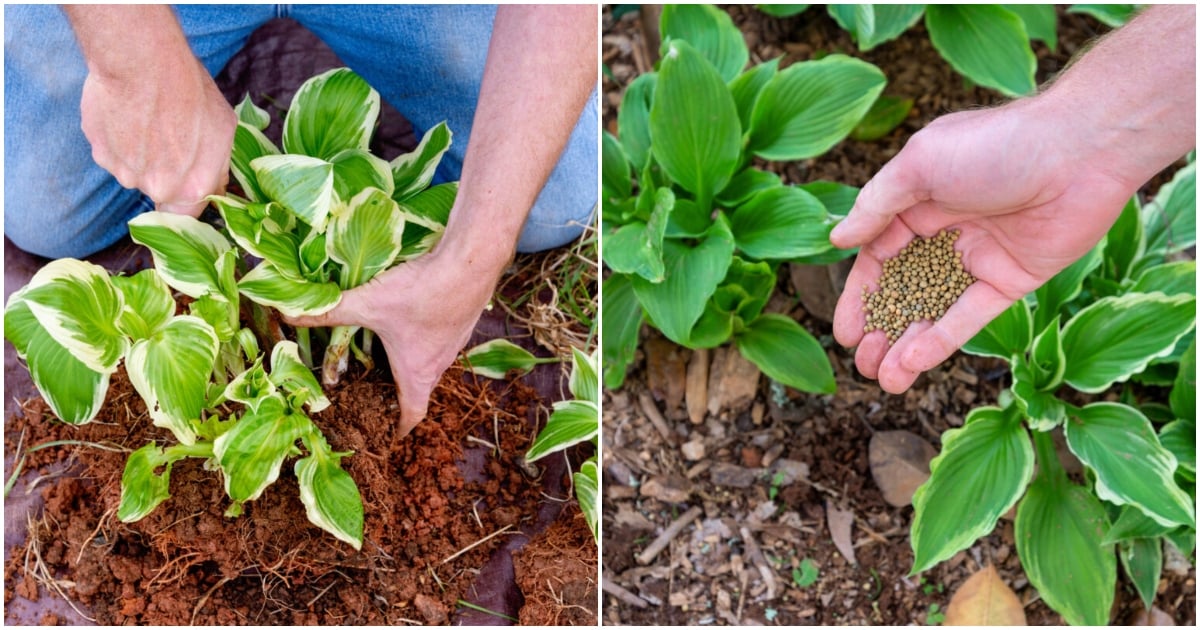 Spring Hosta Care: 4 Important Jobs For Every Hosta Grower