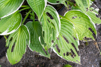 Spring Hosta Care: 4 Important Jobs For Every Hosta Grower