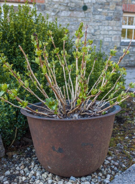 Growing Hydrangeas In Pots - 15 Things You Need To Know