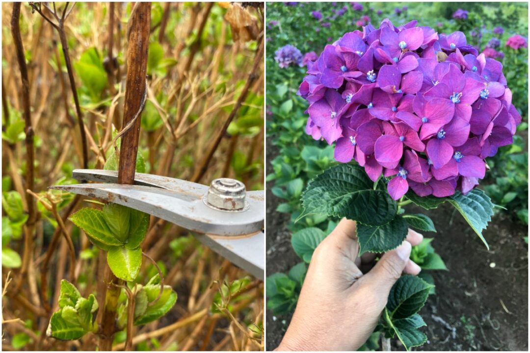 6 Spring Jobs for Every Hydrangea Grower (& One Job You Shouldn't Do)
