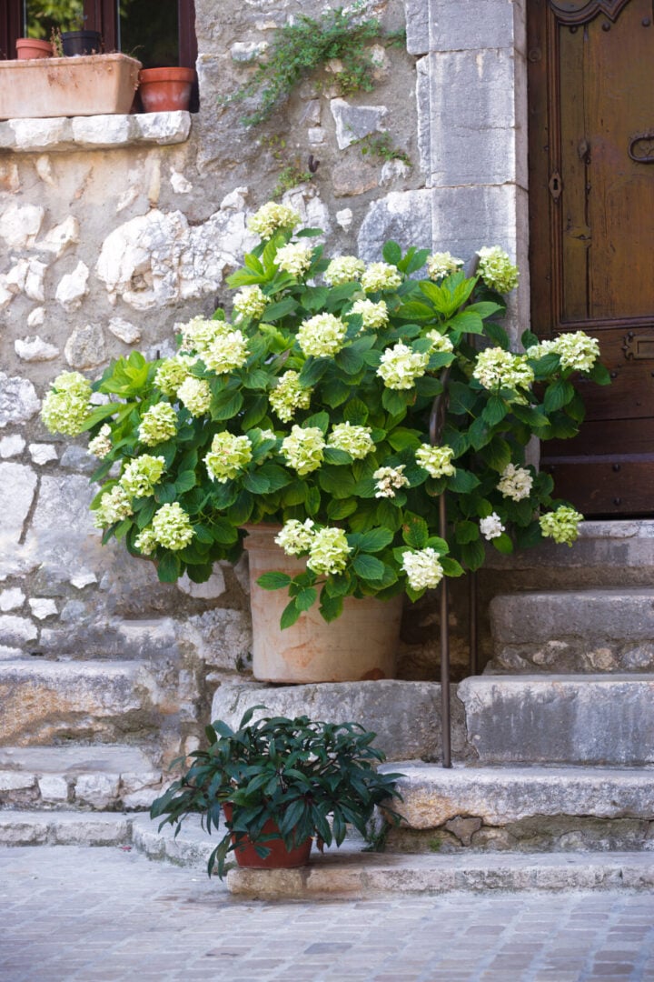 Growing Hydrangeas In Pots - 15 Things You Need To Know