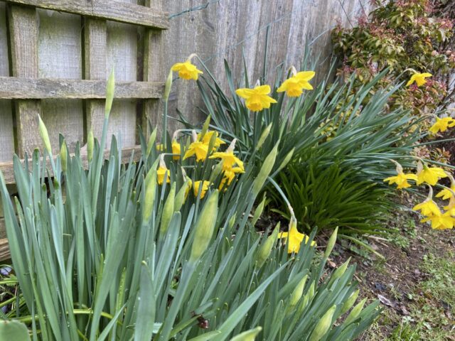 Blind Daffodils: 7 Reasons Why Daffodils Don’t Flower