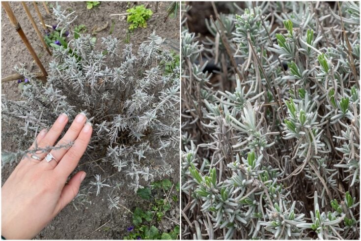 How To Prune Lavender In Spring & Fall - Big Blooms & Fewer Woody Stems
