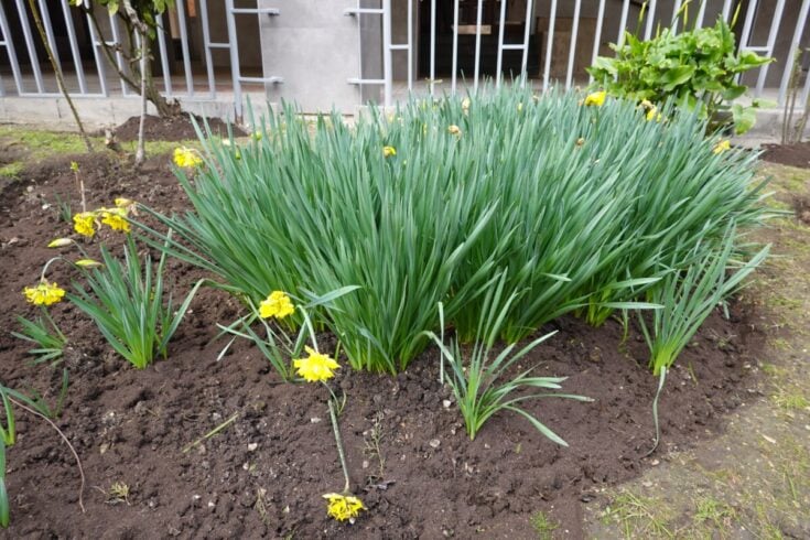 Blind Daffodils: 7 Reasons Why Daffodils Don’t Flower