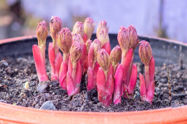 How To Plant & Grow Peonies in Containers