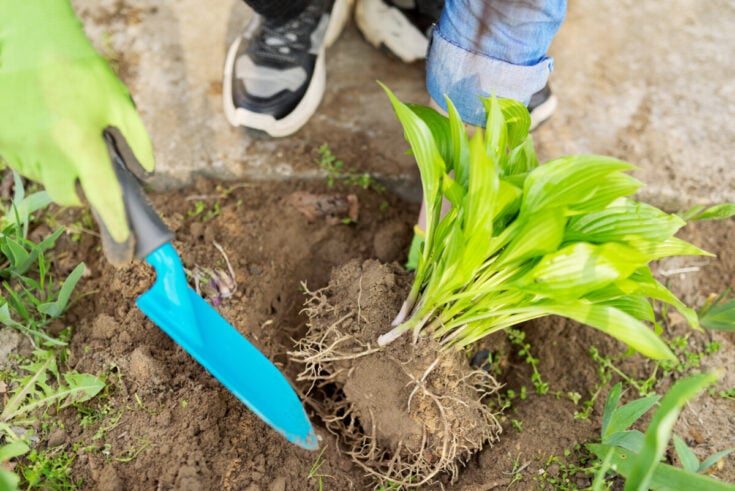 Spring Hosta Care: 4 Important Jobs For Every Hosta Grower