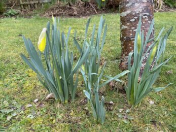 Blind Daffodils: 7 Reasons Why Daffodils Don’t Flower
