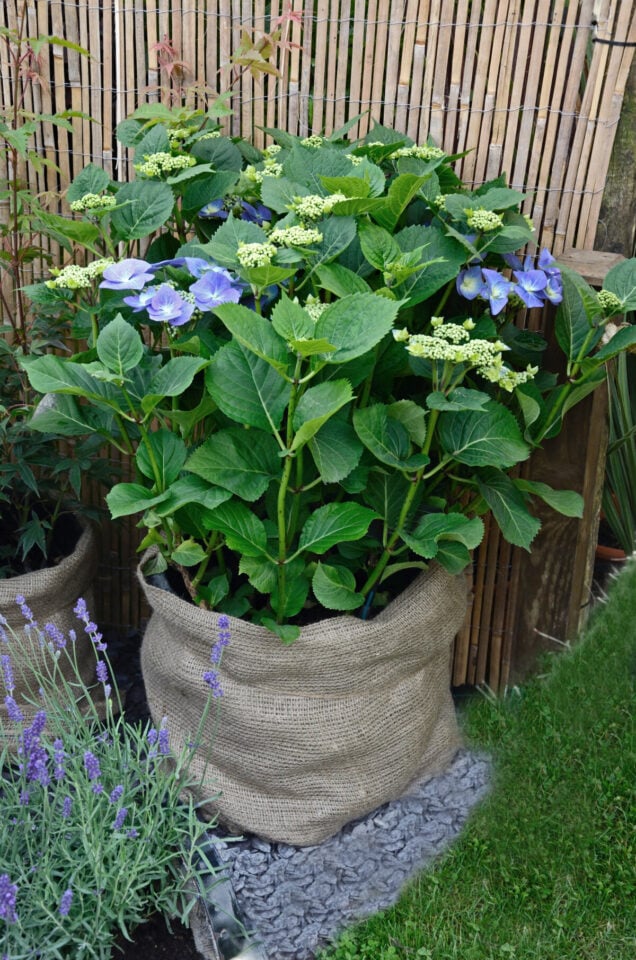 Growing Hydrangeas In Pots - 15 Things You Need To Know
