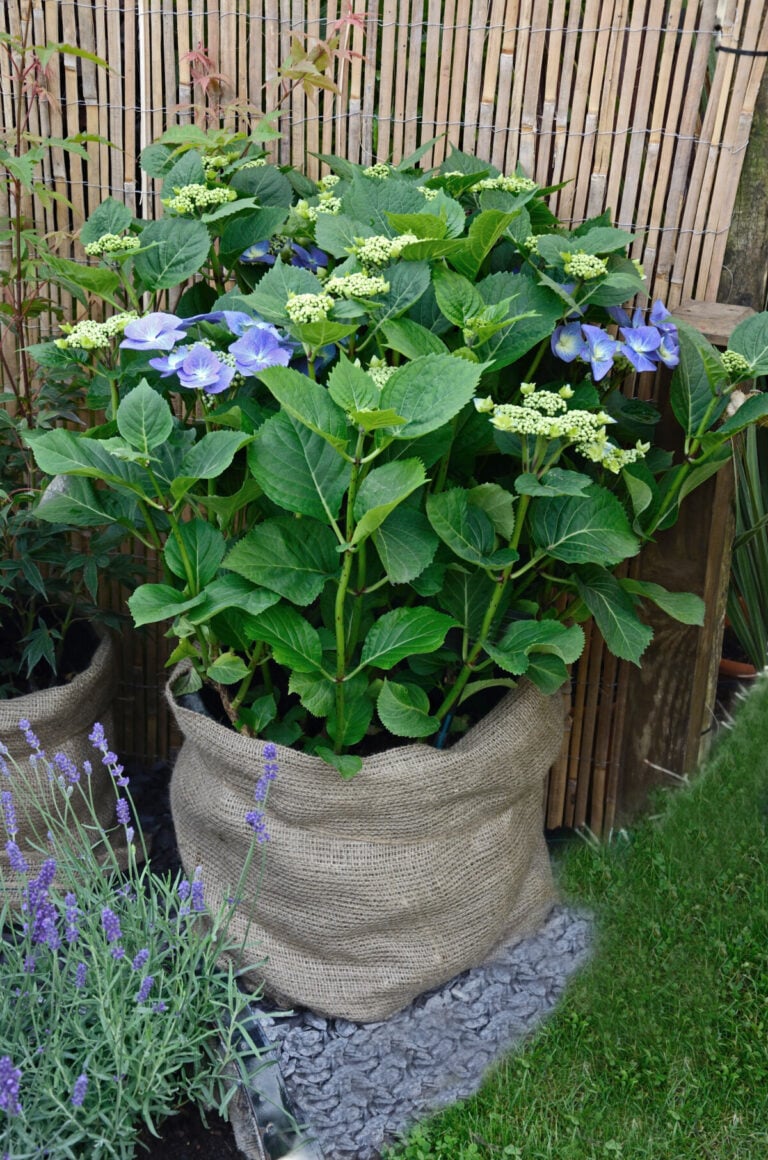 Growing Hydrangeas In Pots - 15 Things You Need To Know