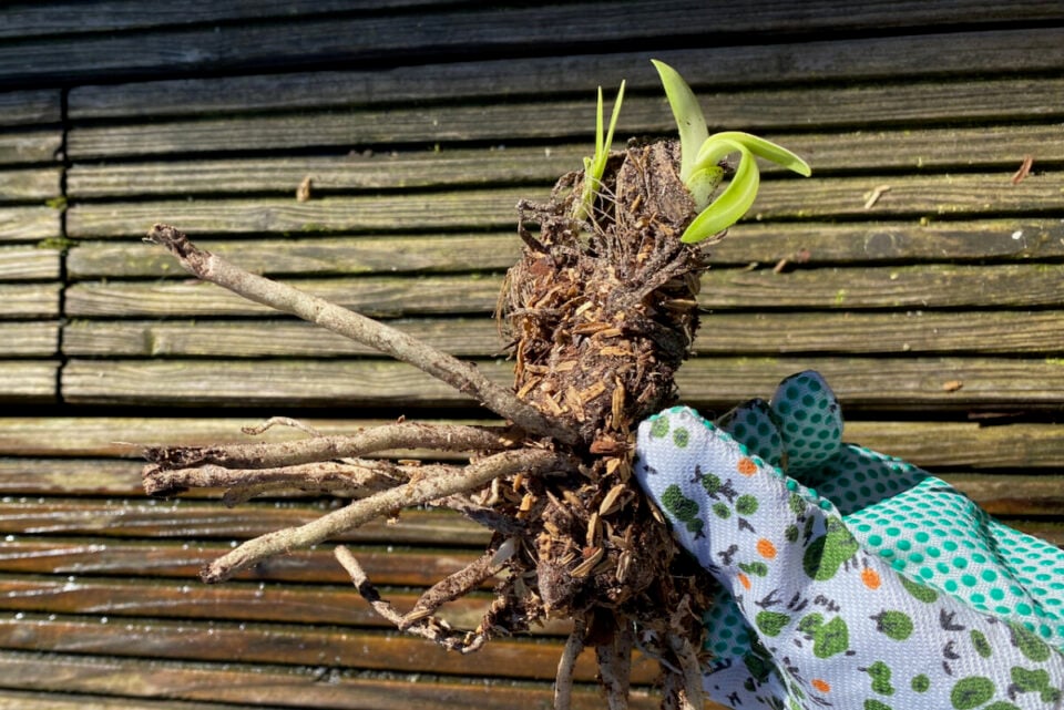 Planting & Growing Lily of the Nile (Agapanthus) - 8 Things You Need To ...