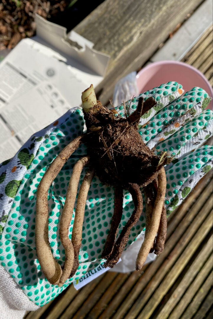 Planting & Growing Lily of the Nile (Agapanthus) - 8 Things You Need To ...