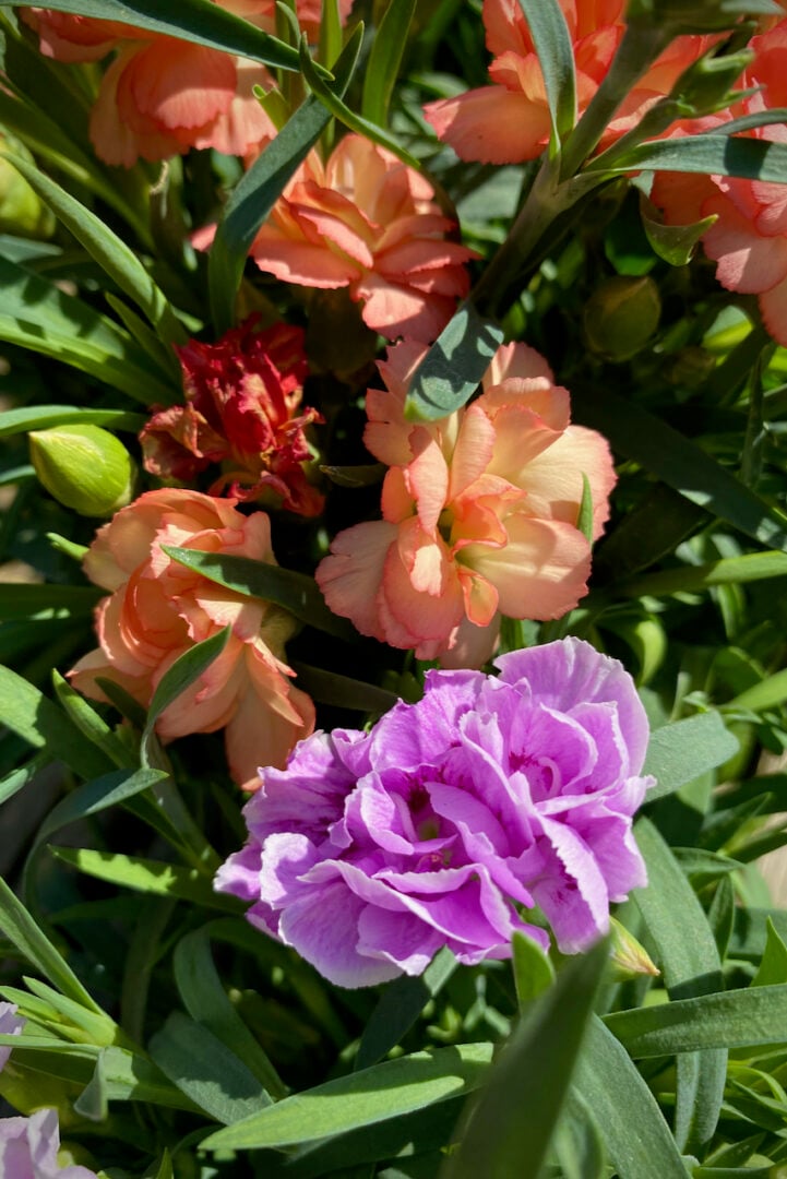 Designing and Planting a Spring Container that Delights the Senses
