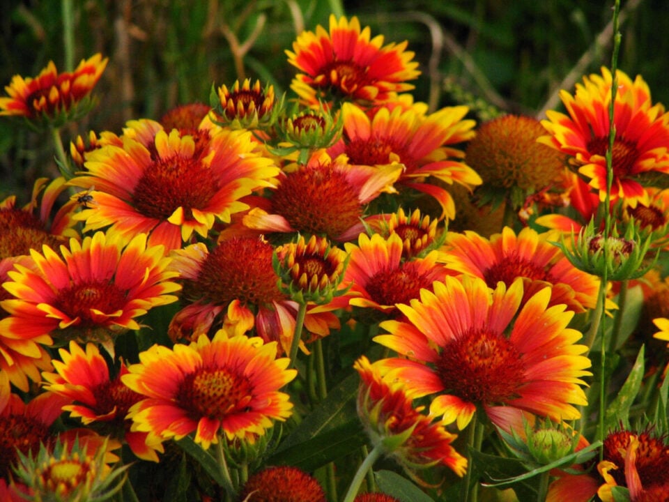 7 Reasons to Grow Blanket Flower (Gaillardia) - The Perennial That ...