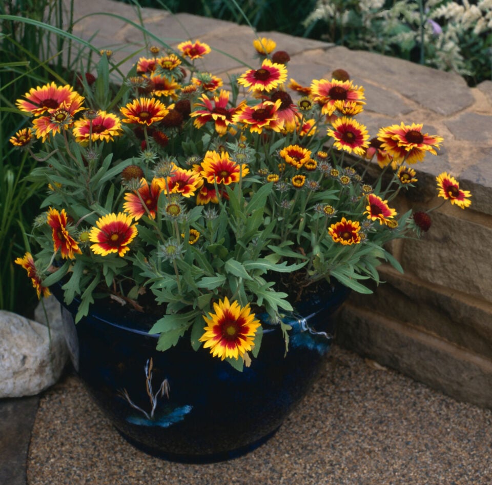 7 Reasons to Grow Blanket Flower (Gaillardia) - The Perennial That ...