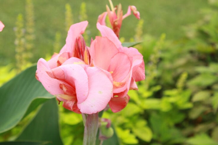 How to Plant Canna Bulbs (& Tips to Get More Canna Lily Blooms)