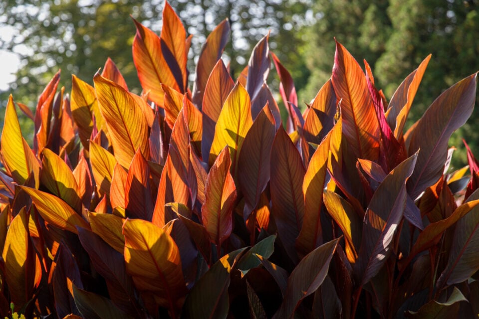 How to Plant Canna Bulbs (& Tips to Get More Canna Lily Blooms)