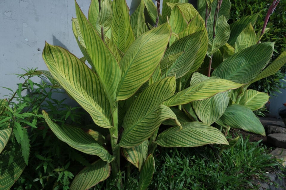 How to Plant Canna Bulbs (& Tips to Get More Canna Lily Blooms)