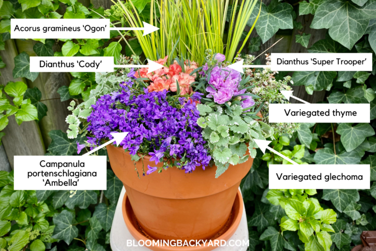 Designing and Planting a Spring Container that Delights the Senses