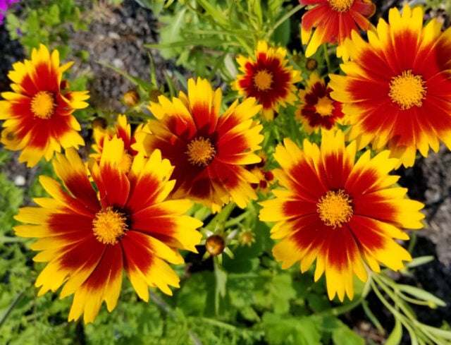 7 Reasons to Grow Blanket Flower (Gaillardia) - The Perennial That ...