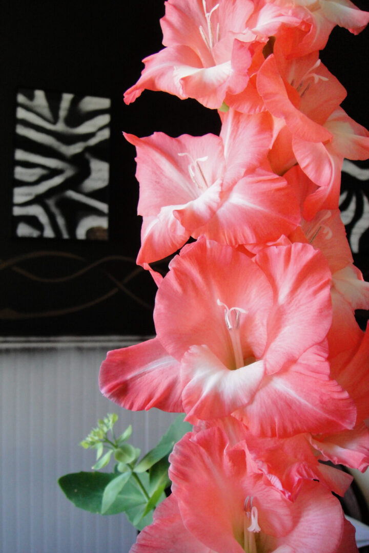 How to Plant Gladioli and Tips For Longer Lasting Blooms