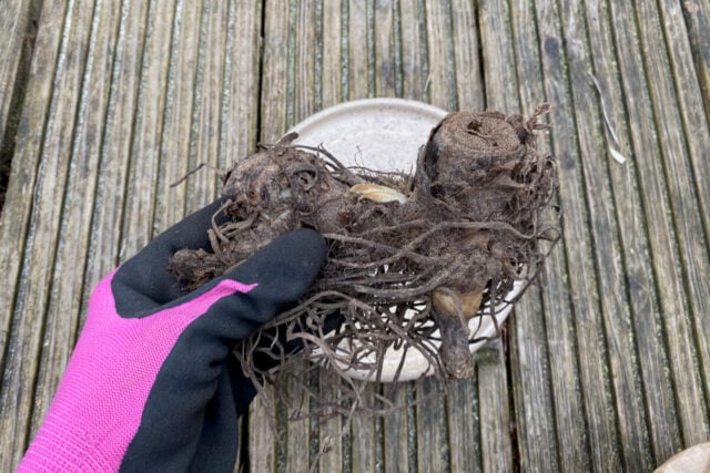 How to Plant Canna Bulbs (& Tips to Get More Canna Lily Blooms)