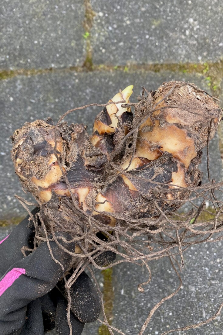 How to Plant Canna Bulbs (& Tips to Get More Canna Lily Blooms)