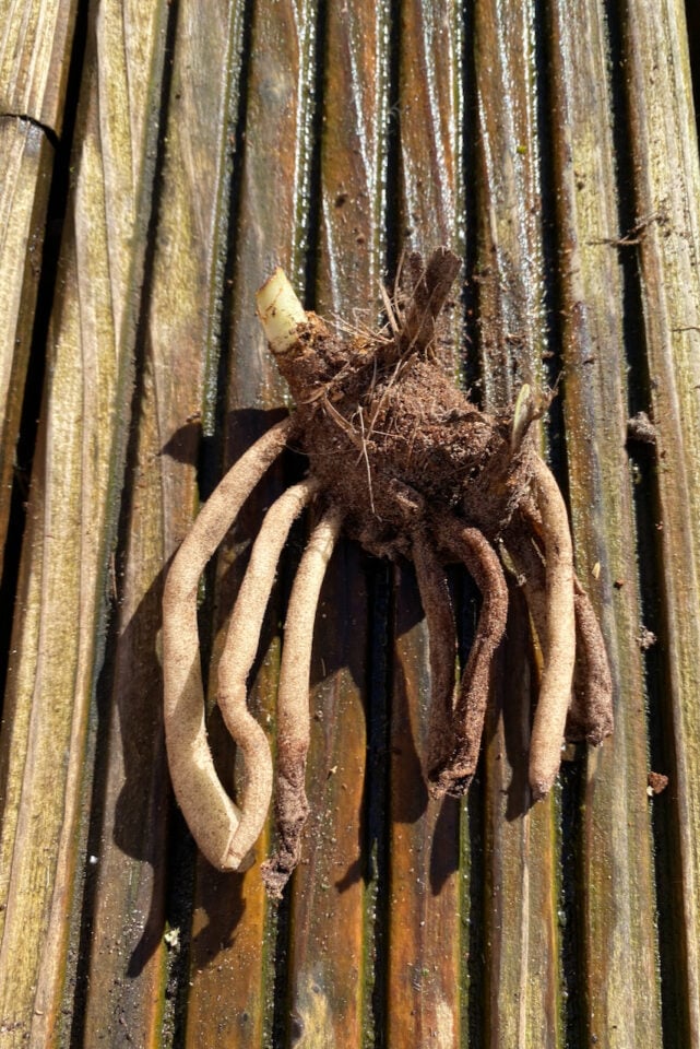 Planting & Growing Lily of the Nile (Agapanthus) - 8 Things You Need To Know