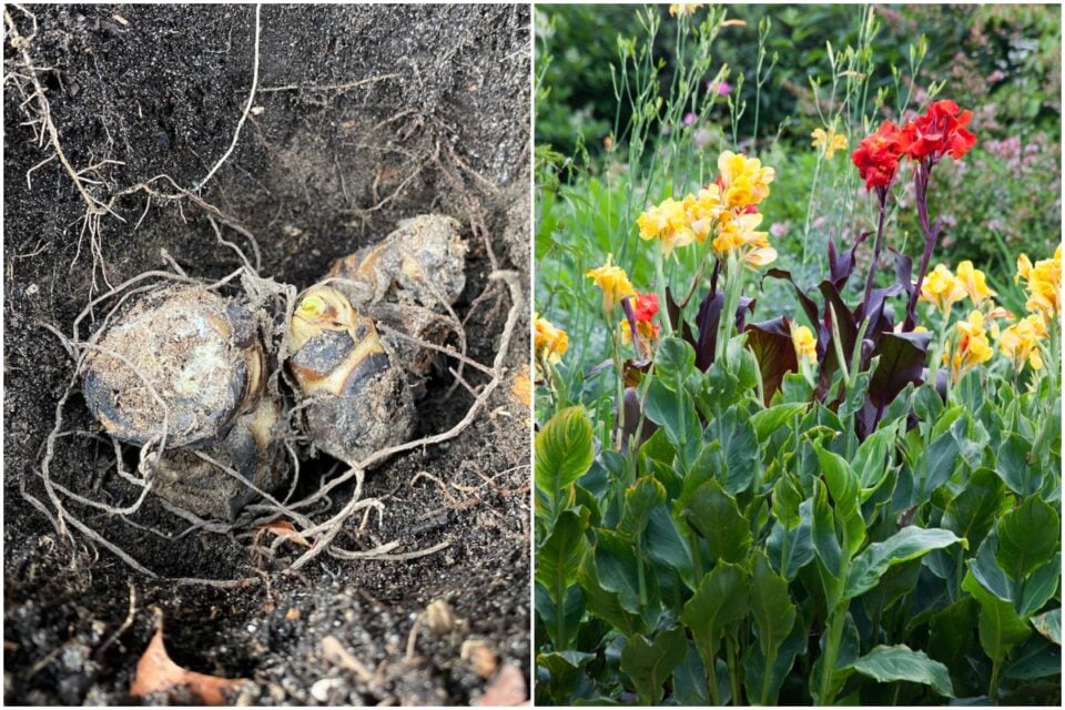 How to Plant Canna Bulbs (& Tips to Get More Canna Lily Blooms)
