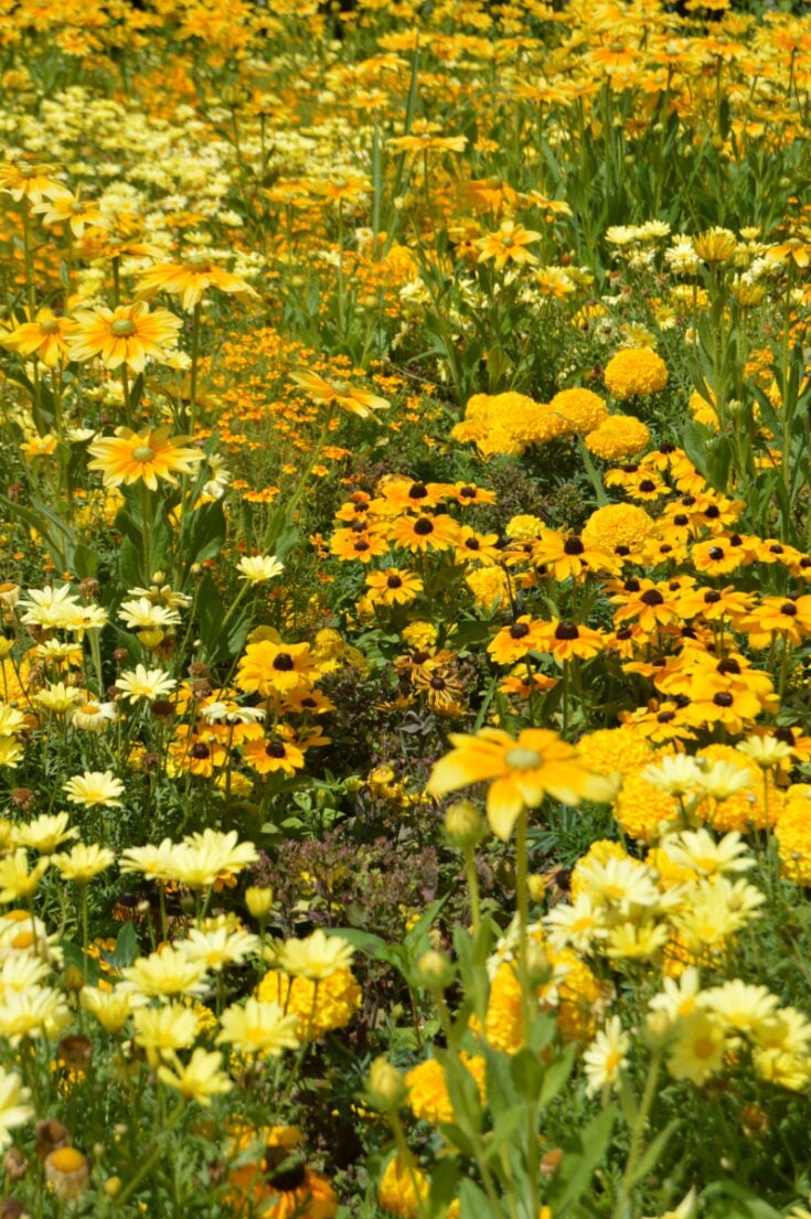 15 Long Blooming Perennials That Flower All Summer Long