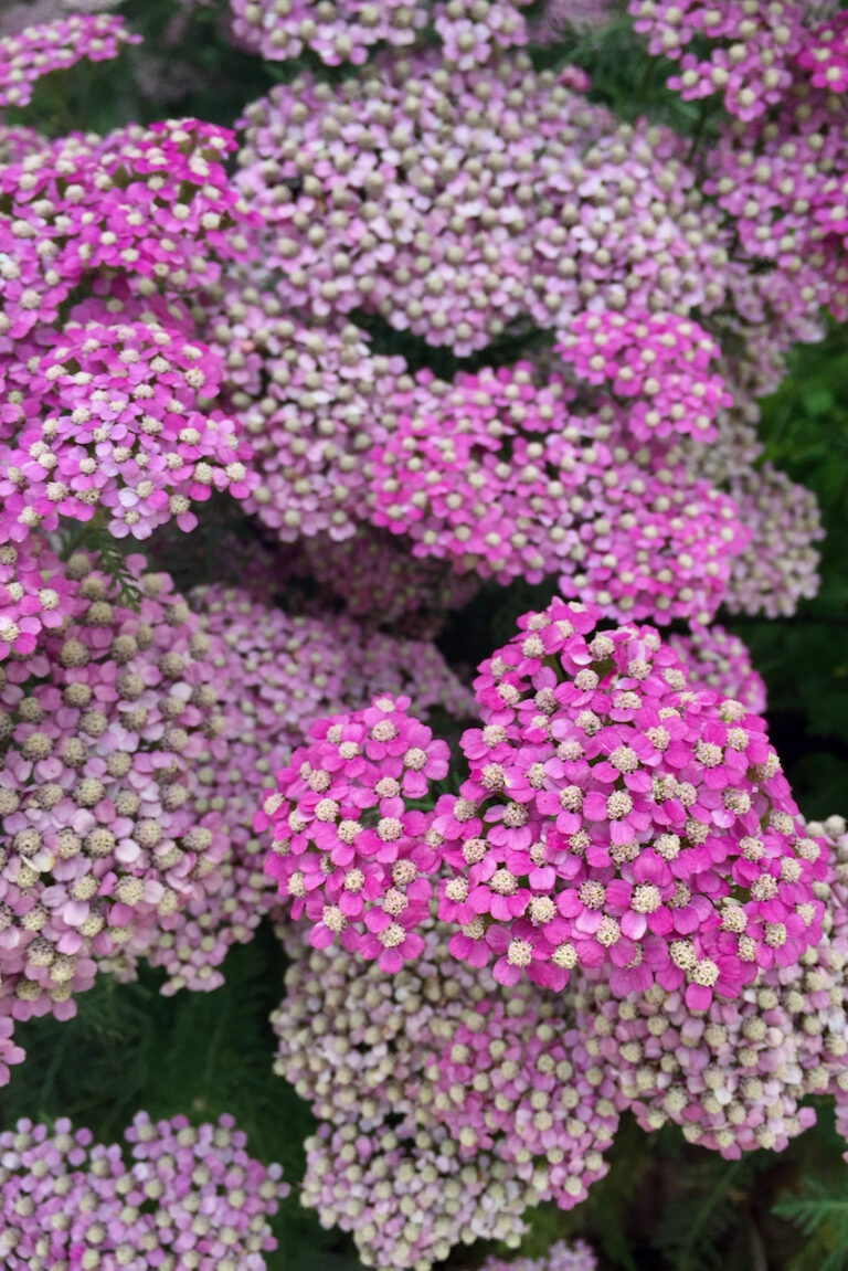 15 Long Blooming Perennials That Flower All Summer Long