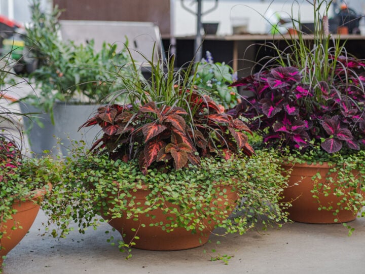 20 Plant Combinations for Stunning Container Displays in Every Season