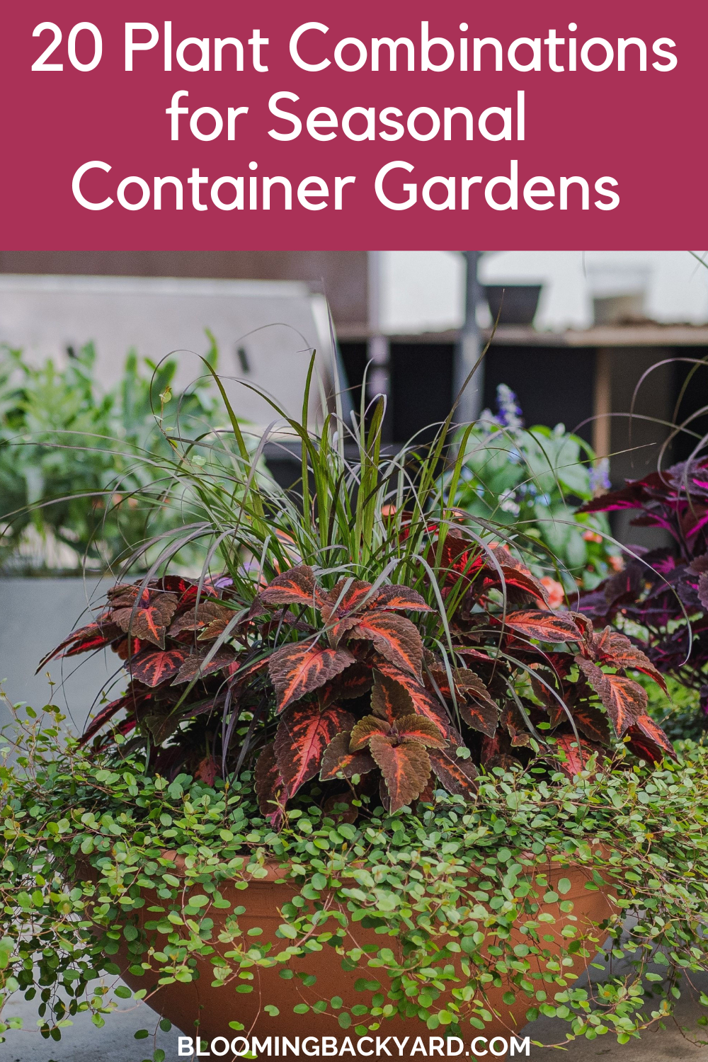 20 Plant Combinations for Stunning Container Displays in Every Season