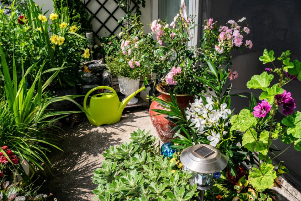 20 Plant Combinations for Stunning Container Displays in Every Season