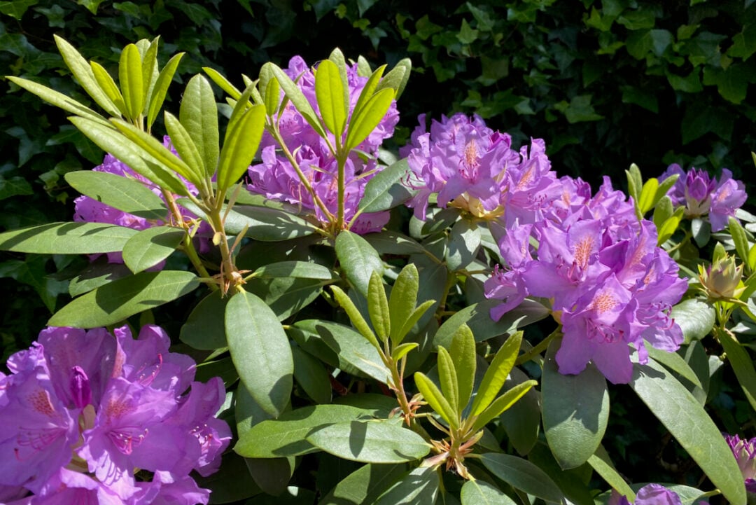 30 Plants You Can Propagate from Softwood Cuttings & How To Do It