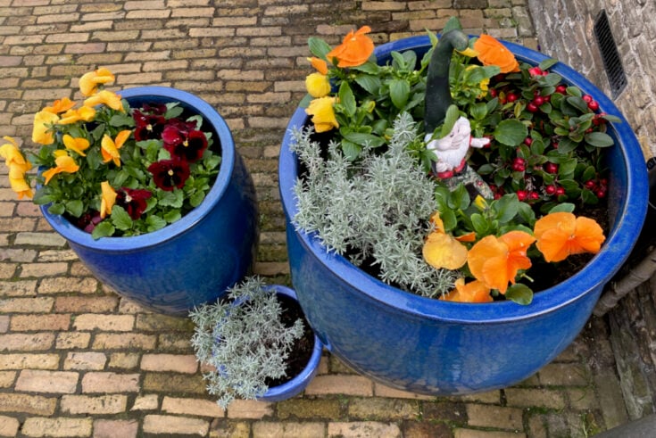 20 Plant Combinations for Stunning Container Displays in Every Season