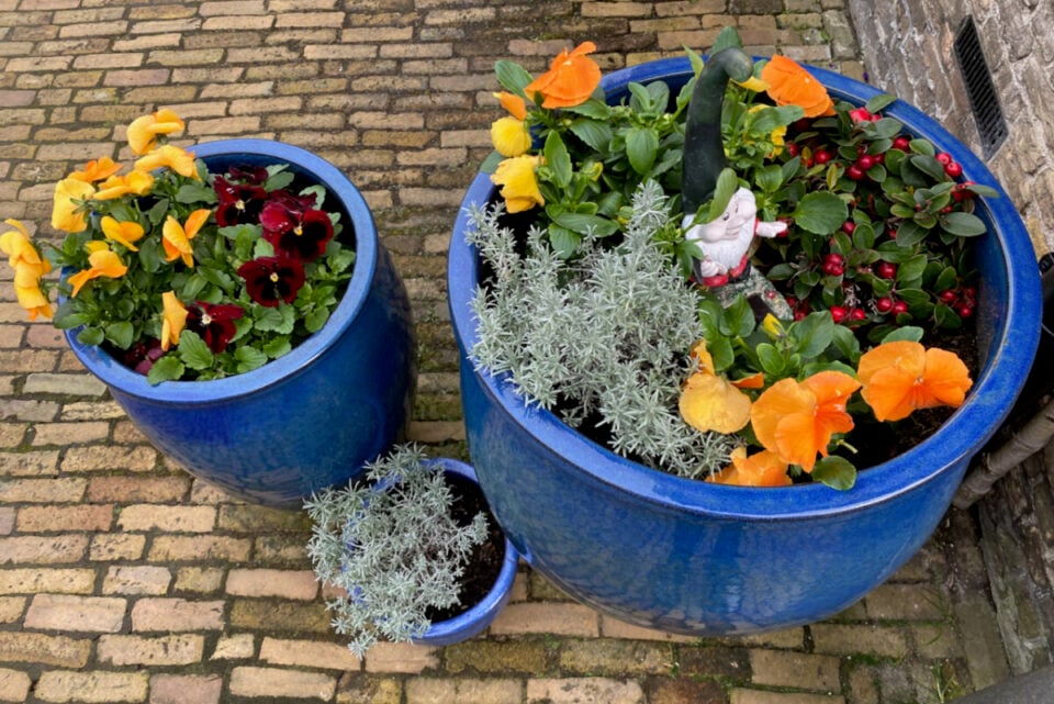 20 Plant Combinations for Stunning Container Displays in Every Season