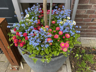 20 Plant Combinations for Stunning Container Displays in Every Season