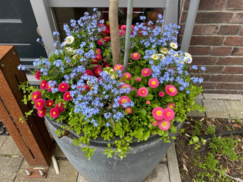 20 Plant Combinations for Stunning Container Displays in Every Season