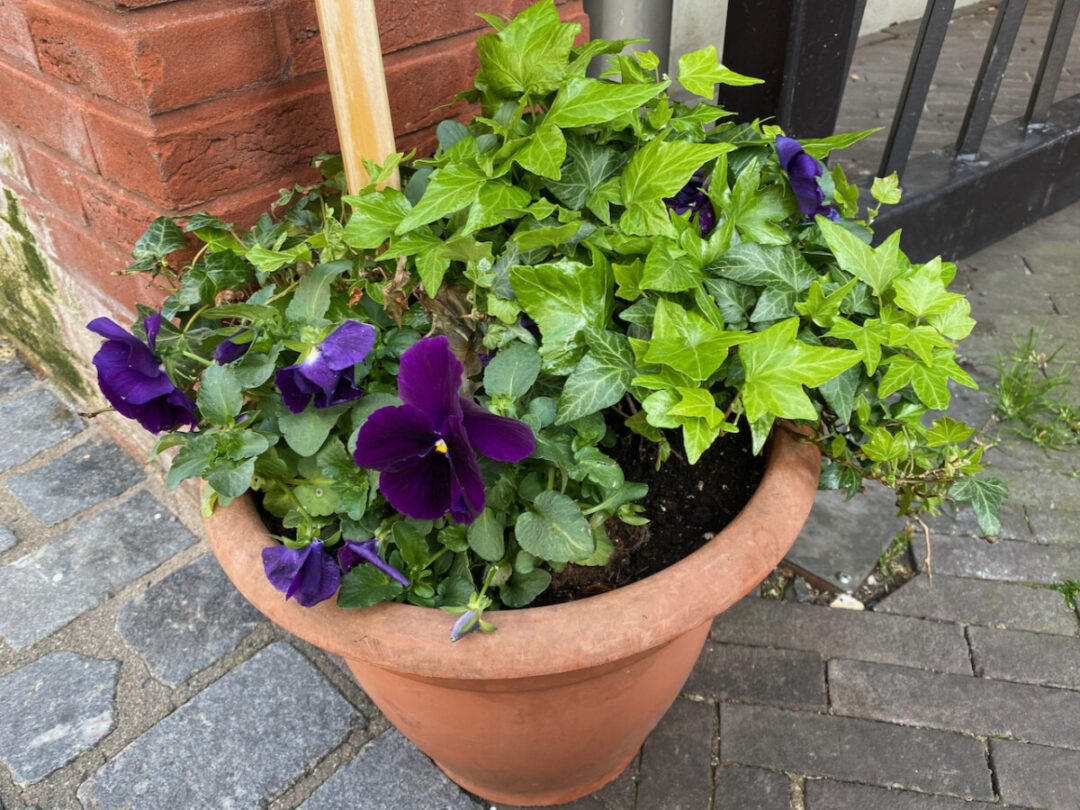 20 Plant Combinations for Stunning Container Displays in Every Season