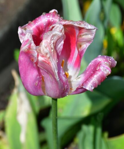 What To Do With Tulips After Flowering - Lift or Leave?