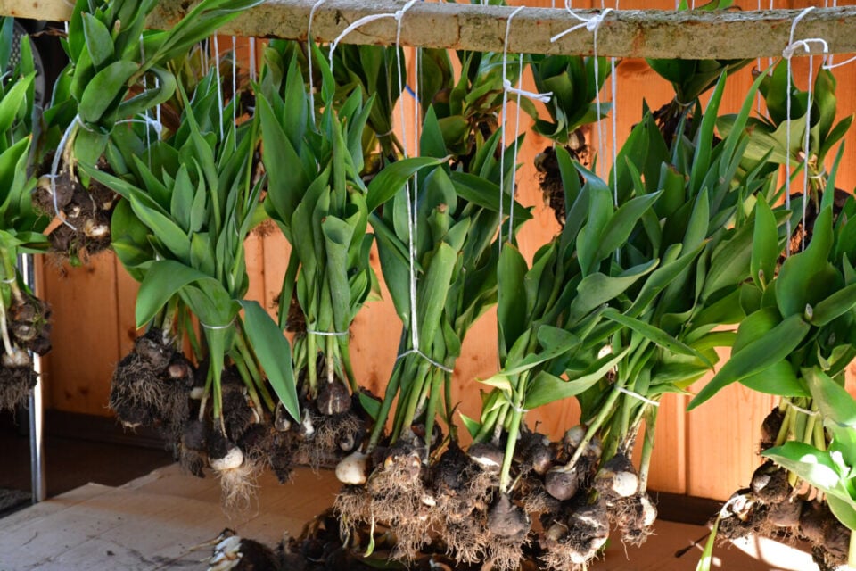 What To Do With Tulips After Flowering - Lift or Leave?