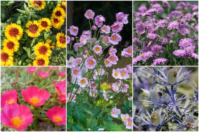 15 Long Blooming Perennials That Flower All Summer Long