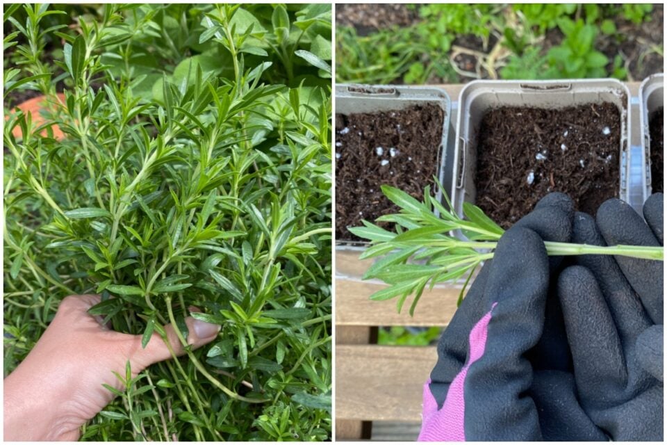 30 Plants You Can Propagate from Softwood Cuttings & How To Do It