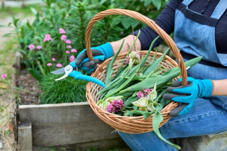 What To Do With Tulips After Flowering - Lift or Leave?