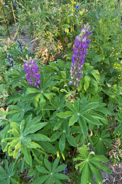 4 Things To Do With Lupines After Blooming