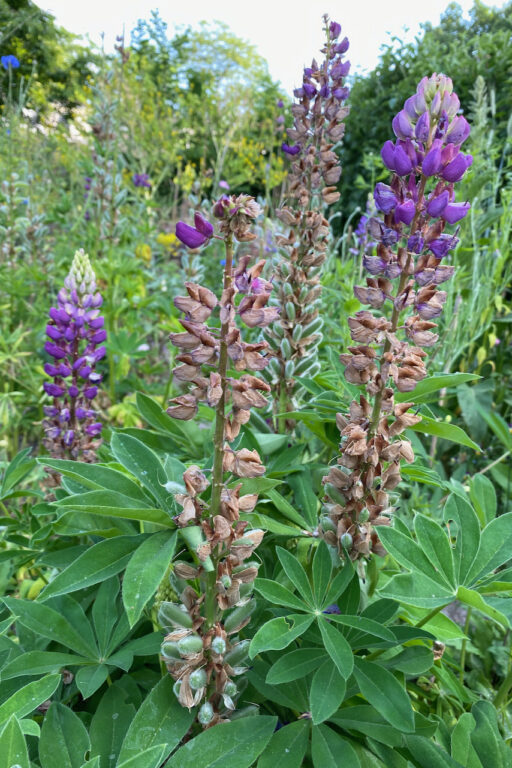 4 Things To Do With Lupines After Blooming