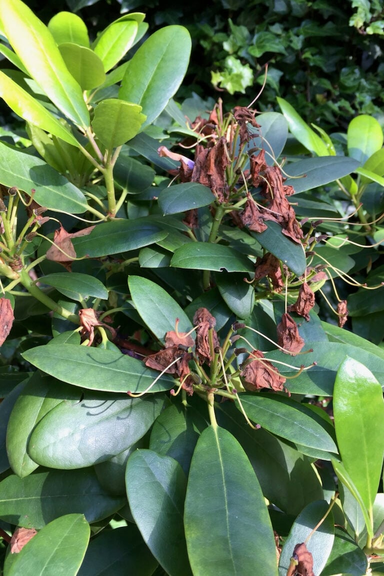How to Deadhead Rhododendrons (& Why You Really Should)